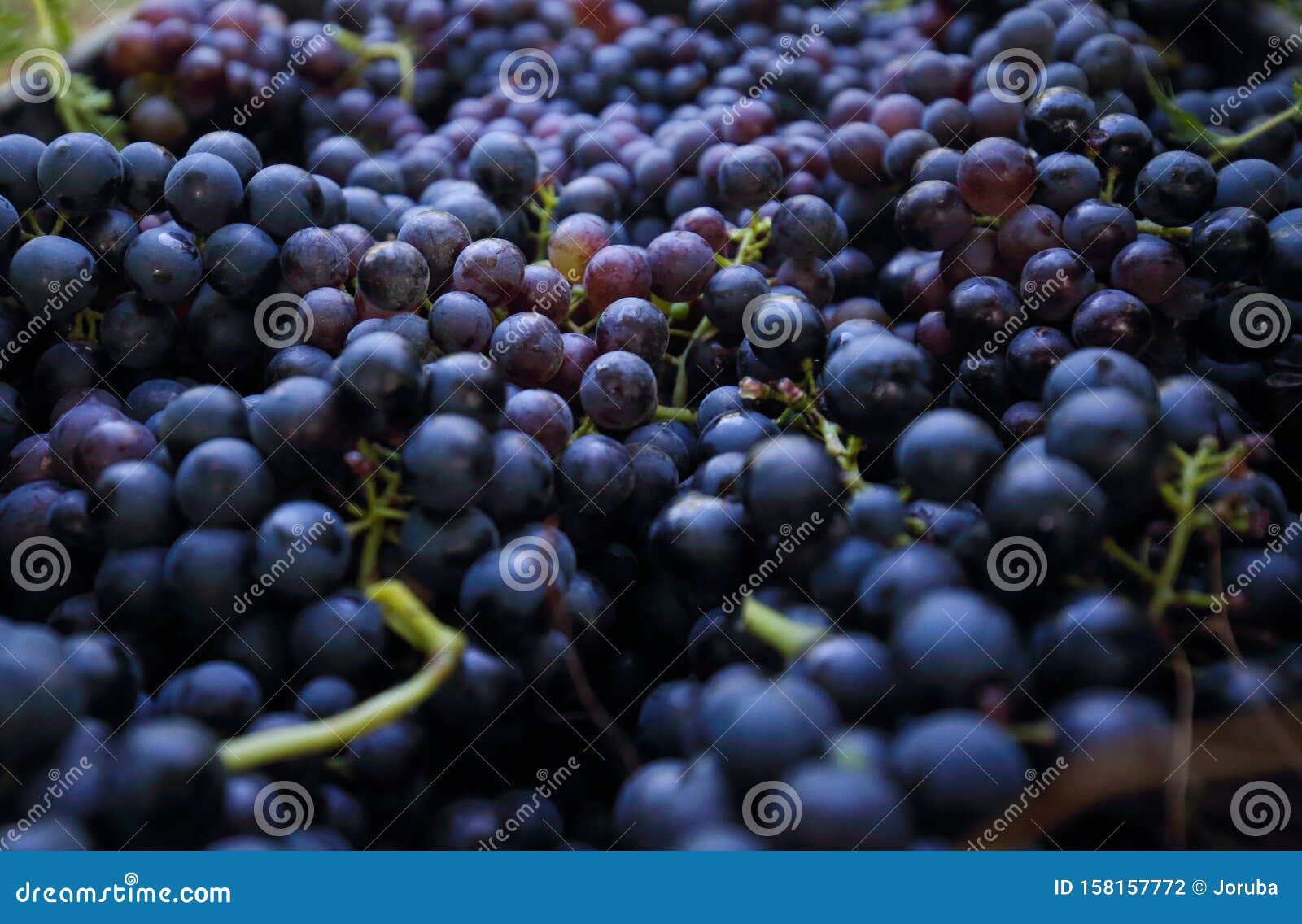 Bunch of Grape on Branch in Vineyard Stock Photo - Image of harvest ...