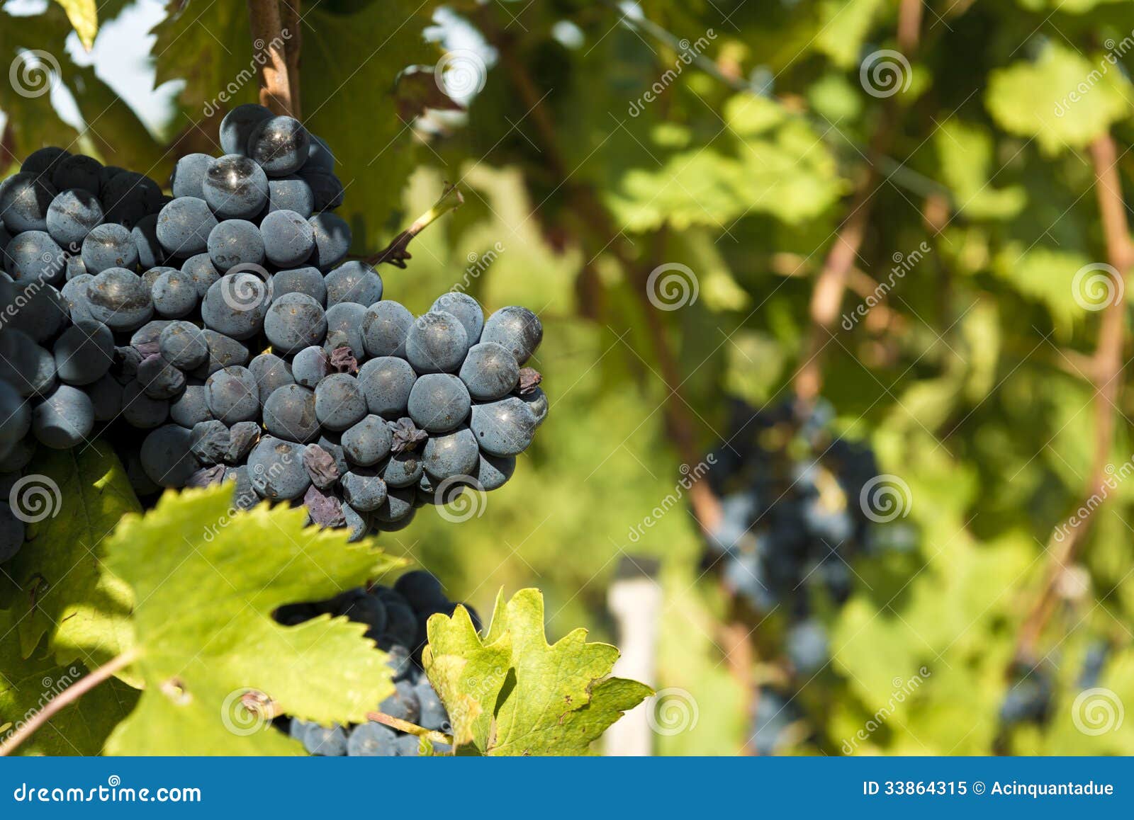 Bunch of Grape on the Grapevine Stock Image - Image of grape, grapes ...
