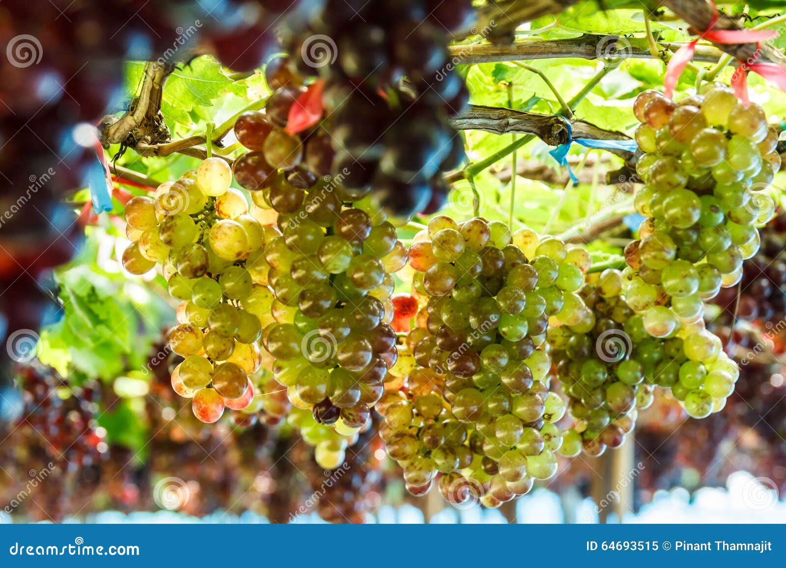 Bunch of grape on tree. stock image. Image of winery - 64693515