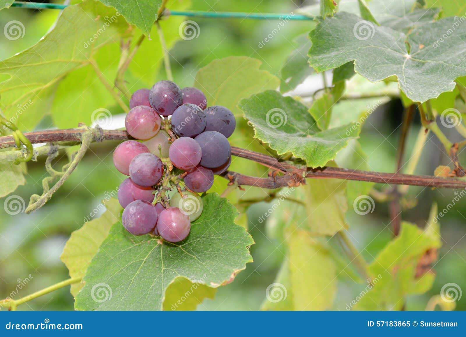 Bunch of Grape on the Vine stock image. Image of nutritious - 57183865