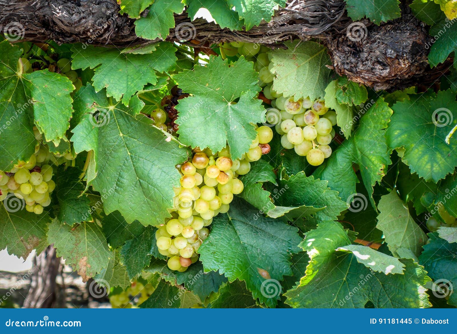 Bunch of grape in a vine stock image. Image of grow, argentina - 91181445