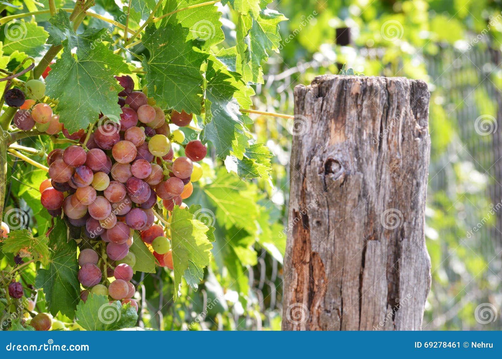 Bunch of Grape in a Vineyard Stock Image - Image of grape, juicy: 69278461