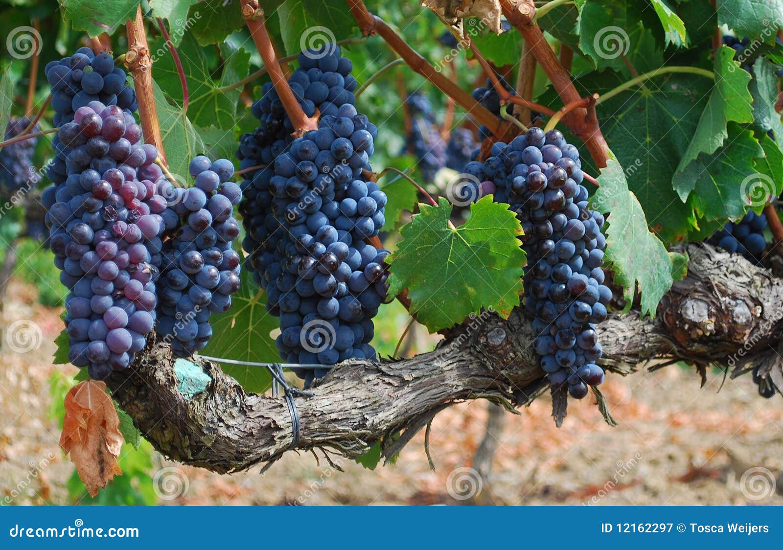 Bunch of grapes stock image. Image of isolated, healthy - 12162297