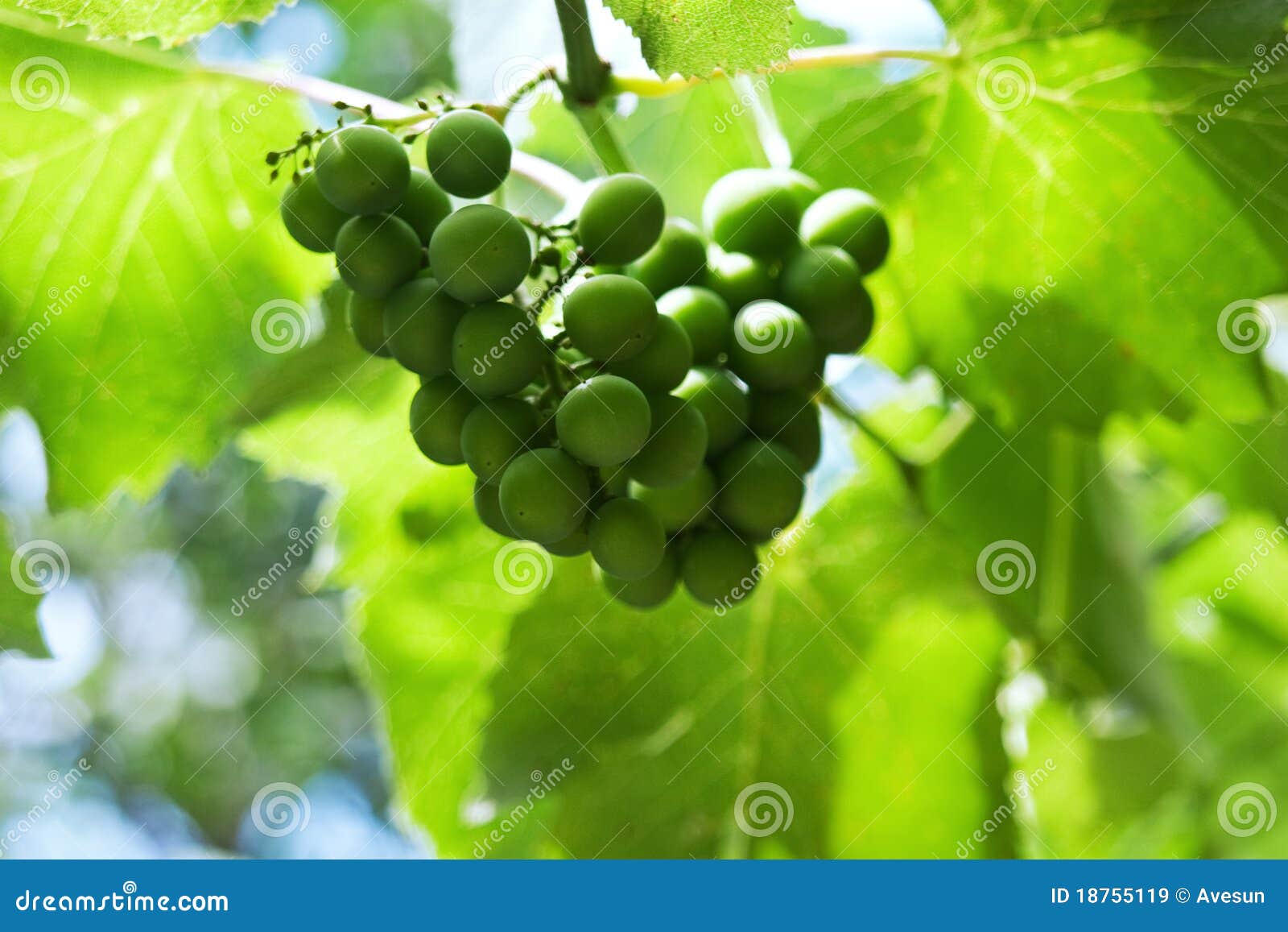 Bunch of grapes stock image. Image of grape, bunch, grapevine - 18755119