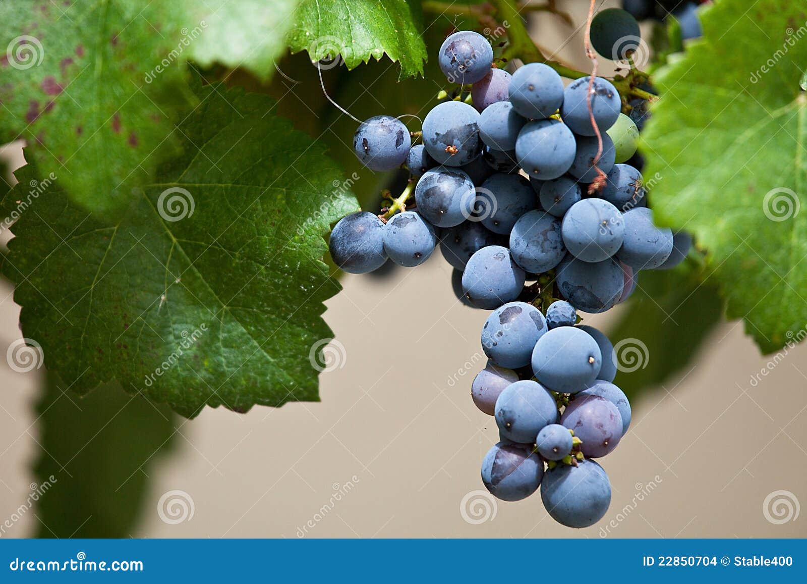 Bunch of grapes stock photo. Image of fruit, vineyard - 22850704