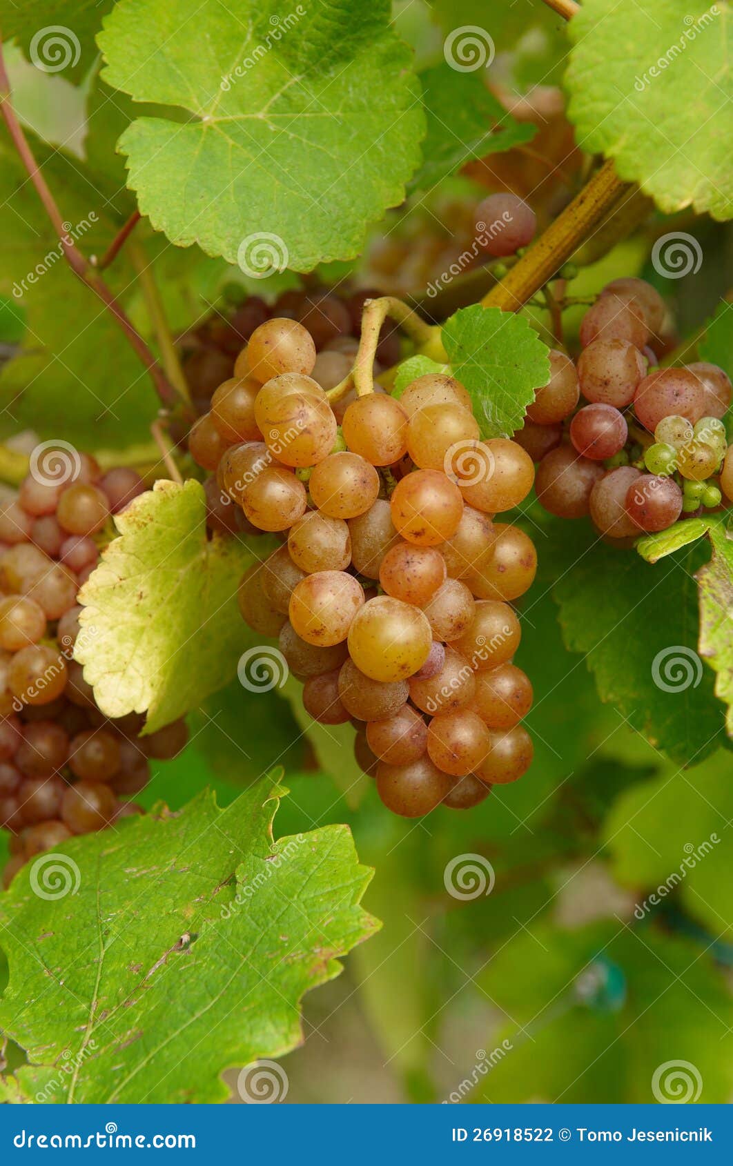 Bunch of grapes stock photo. Image of autumn, crop, close - 26918522