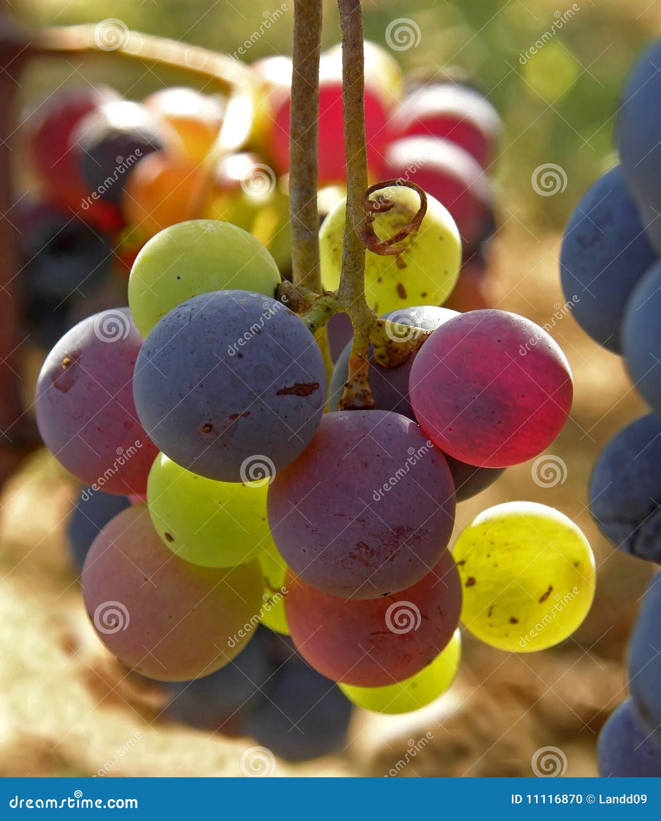 Bunch of Grapes in Different Color Stock Photo - Image of alcohol ...