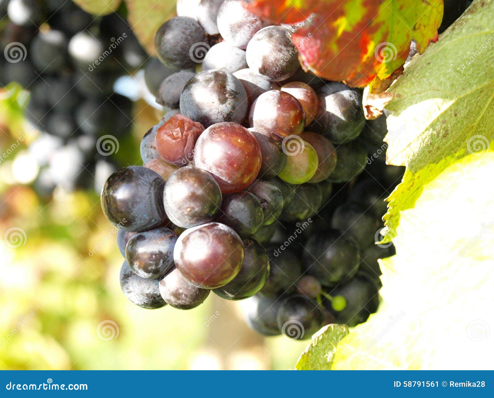 Bunch of grapes stock image. Image of september, autumn - 58791561