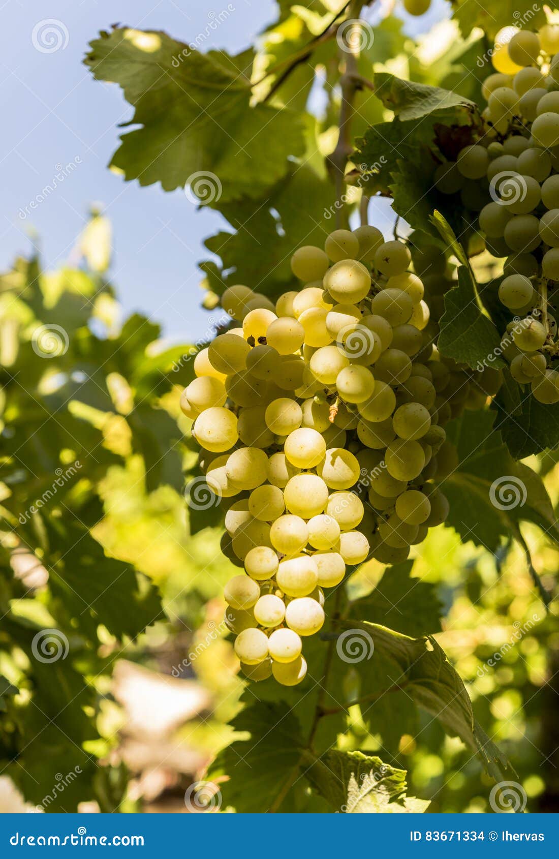 Bunch of grapes stock photo. Image of farm, growing, foliage - 83671334
