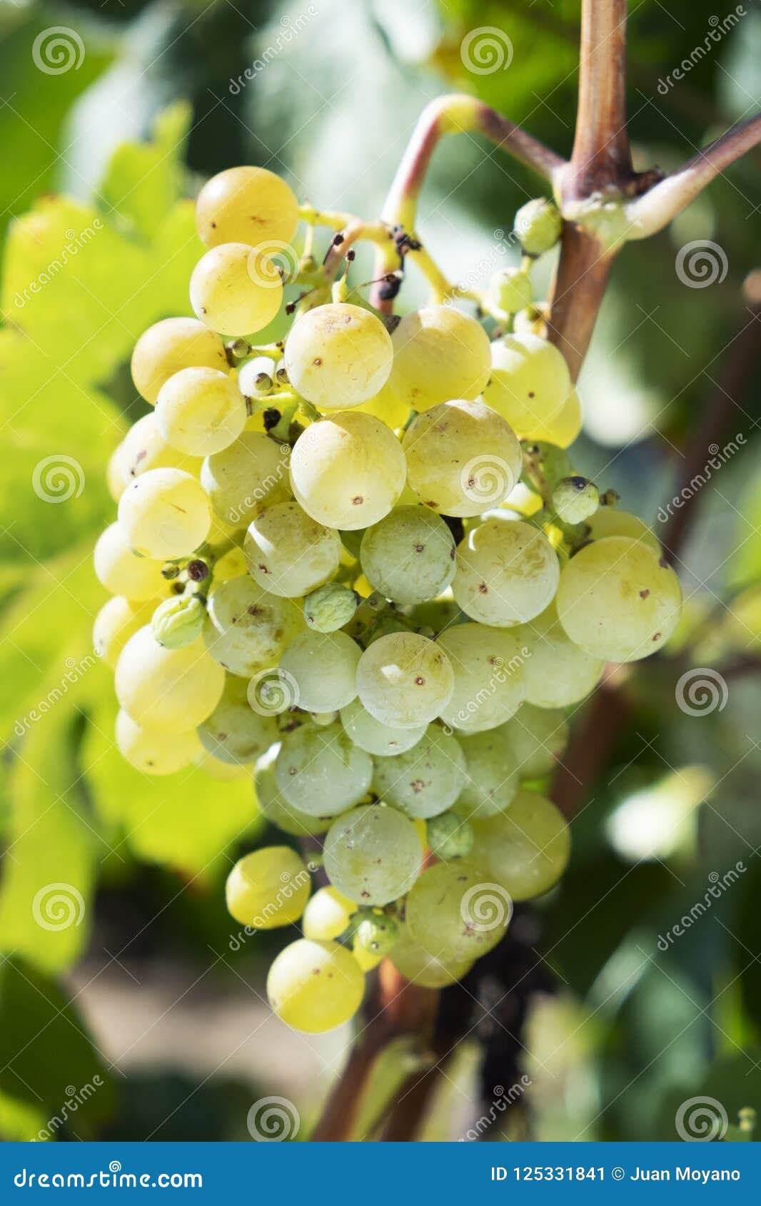 Bunch of Grapes on a Grapevine Stock Image - Image of field, farming ...