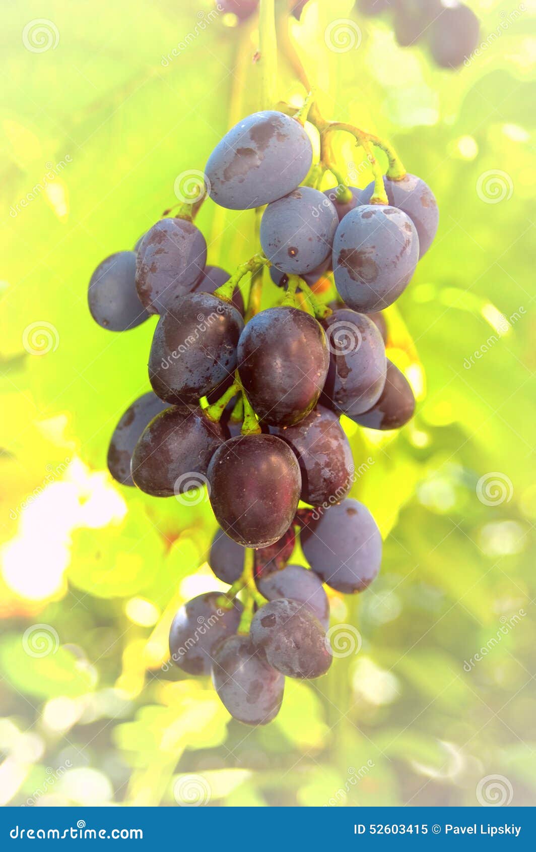 Bunch of grapes stock image. Image of bundle, green, harvest - 52603415
