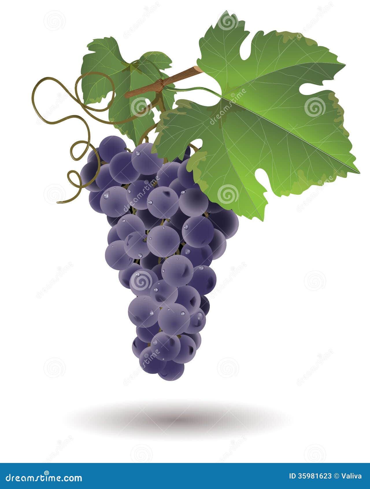 Grapes White Background