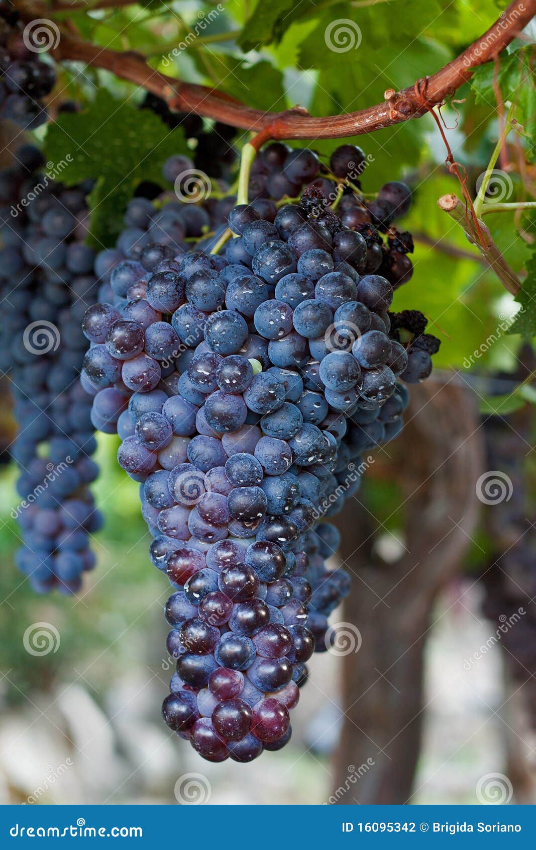 Bunch of Grapes Hanging on a Vine Stock Photo - Image of berry, crop ...