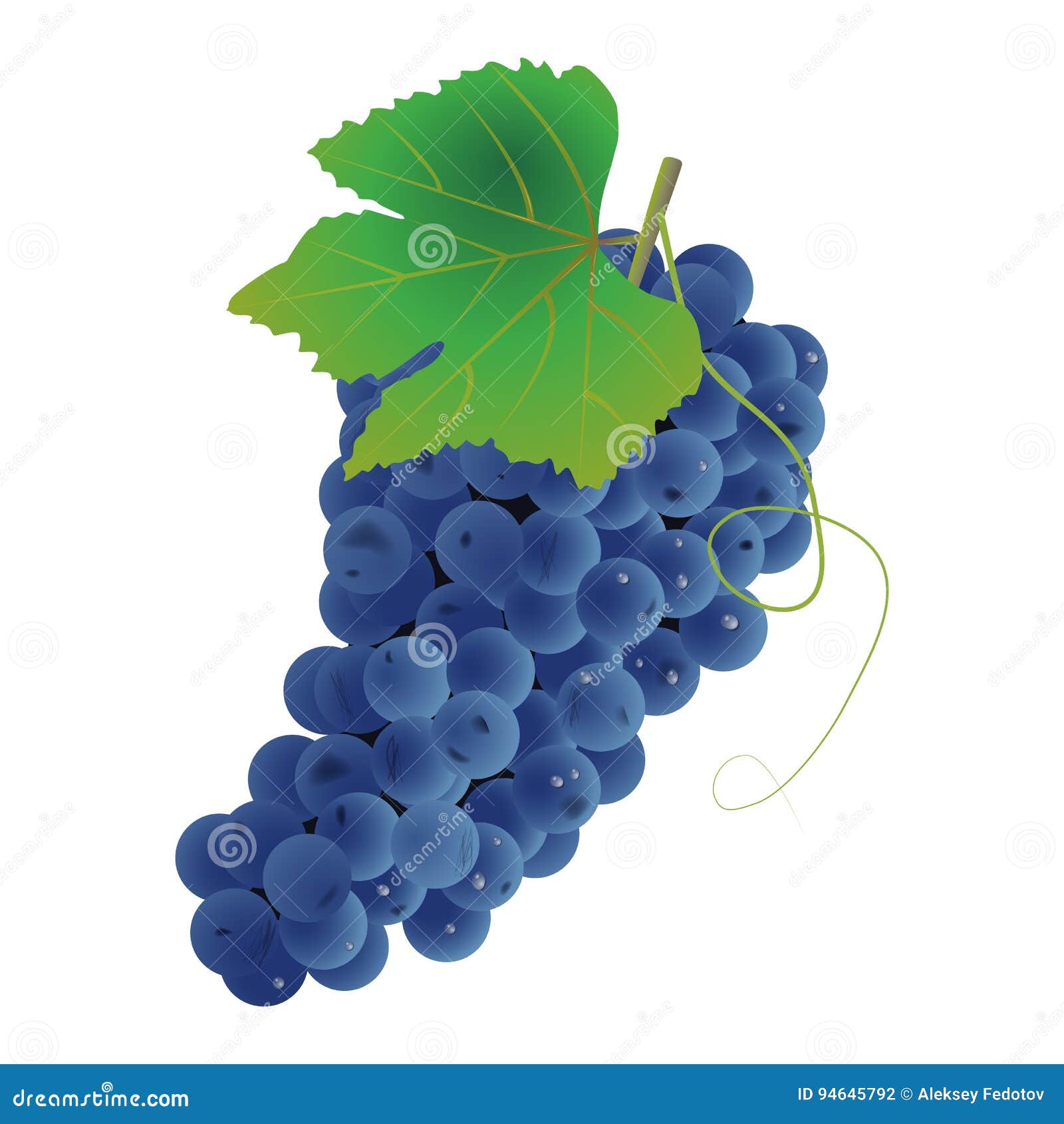 Bunch of grapes stock vector. Illustration of nature - 94645792