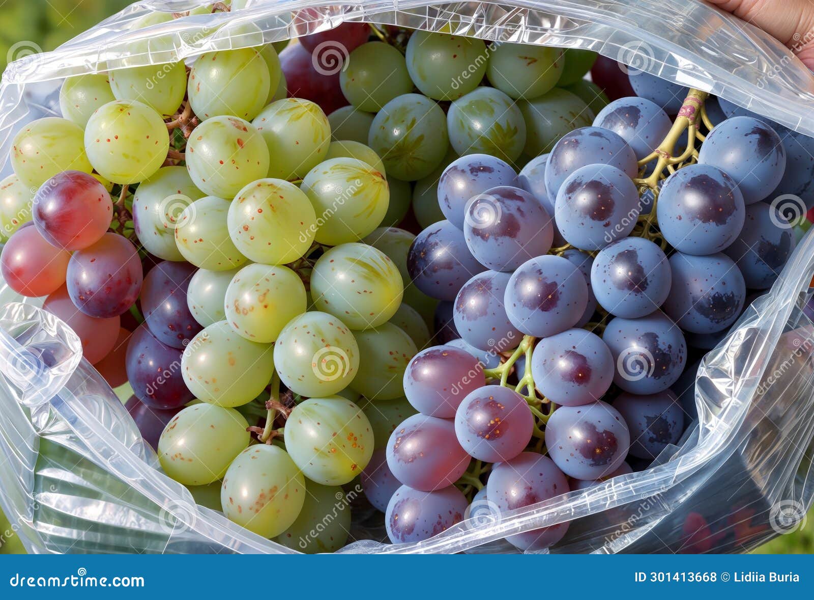 Bunch of Grapes in a Plastic Bag. Close-up., Generative Ai Stock ...