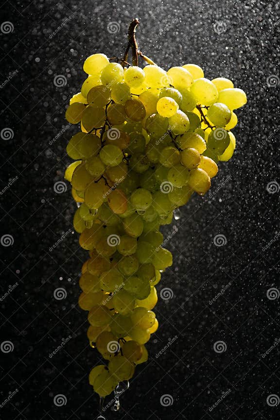 A Bunch of Grapes in the Rain on a Black Background Stock Image - Image ...