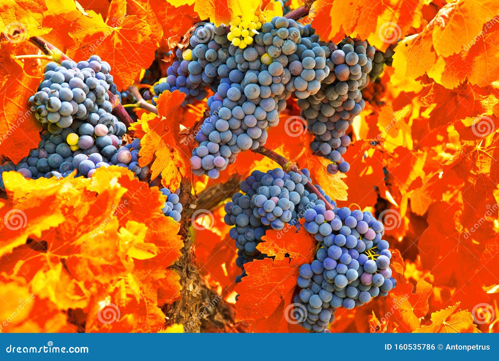 Bunch of Grapes with Red Leaves in Autumn. Autumn Vineyard Stock Photo ...