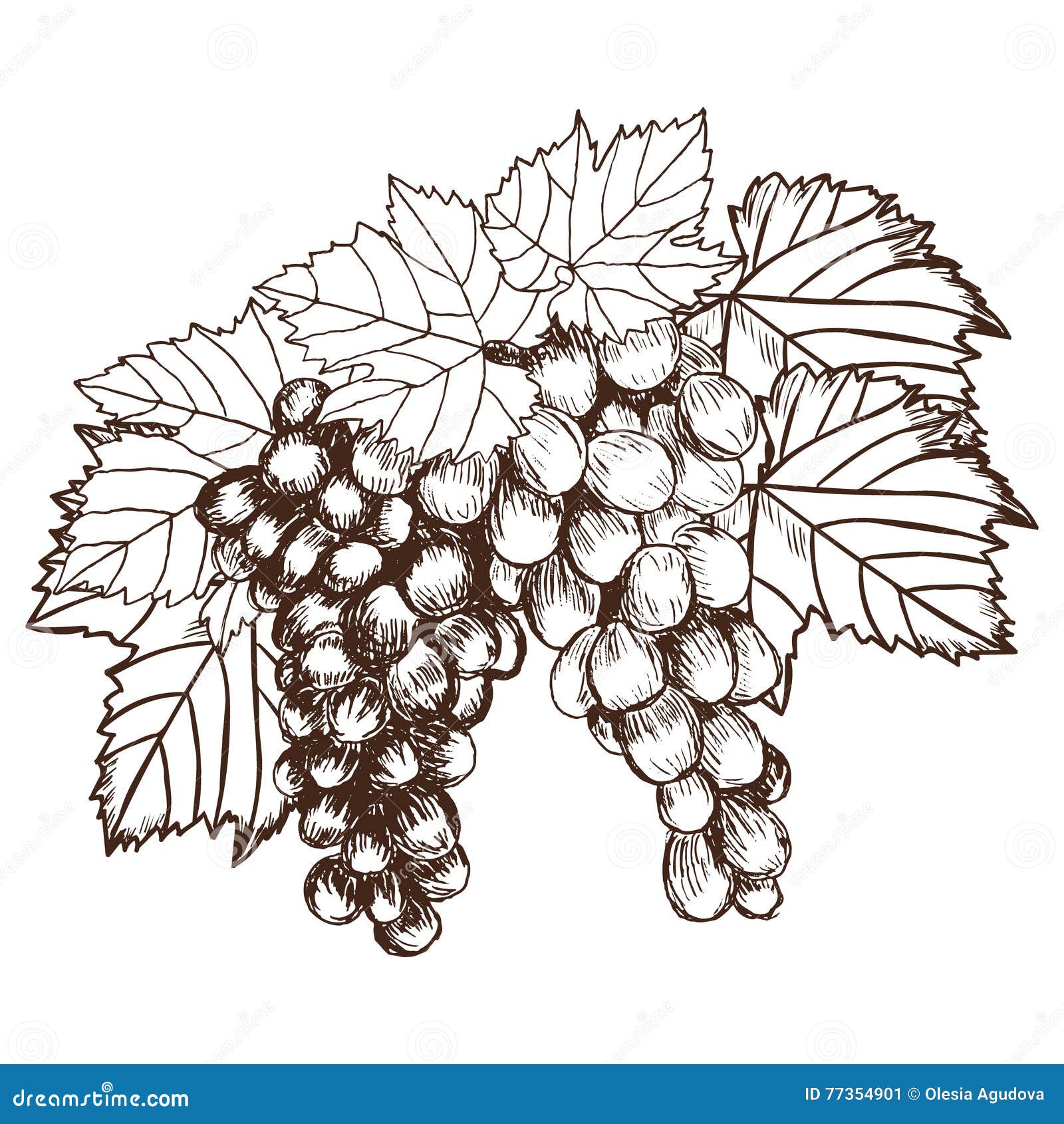 Grapes Sketch Outline Illustration. Simple Doodle Drawing In Engraving ...