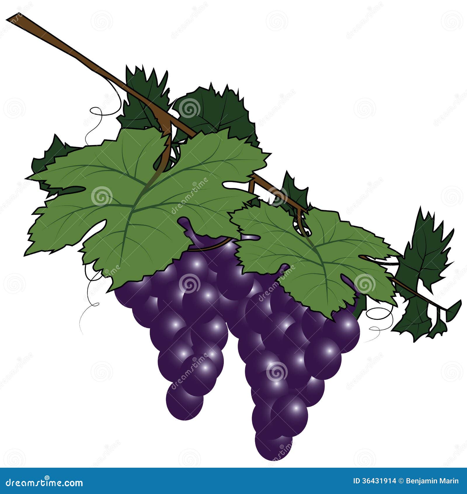 Bunch of grapes stock vector. Illustration of dessert - 36431914