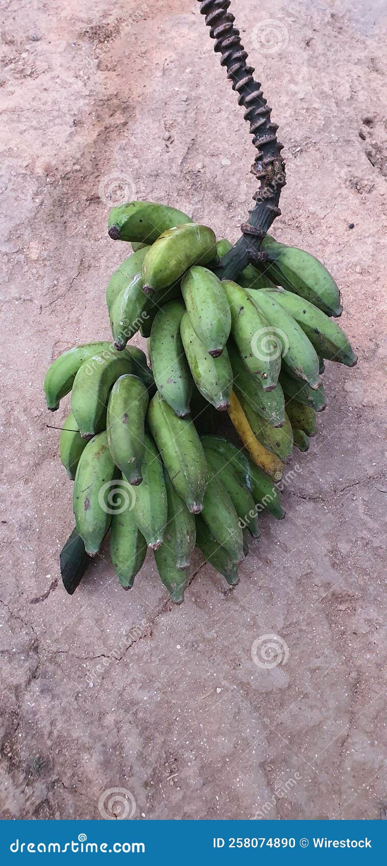 Bunch of Green Banana with the Branch on the Ground Stock Photo - Image ...