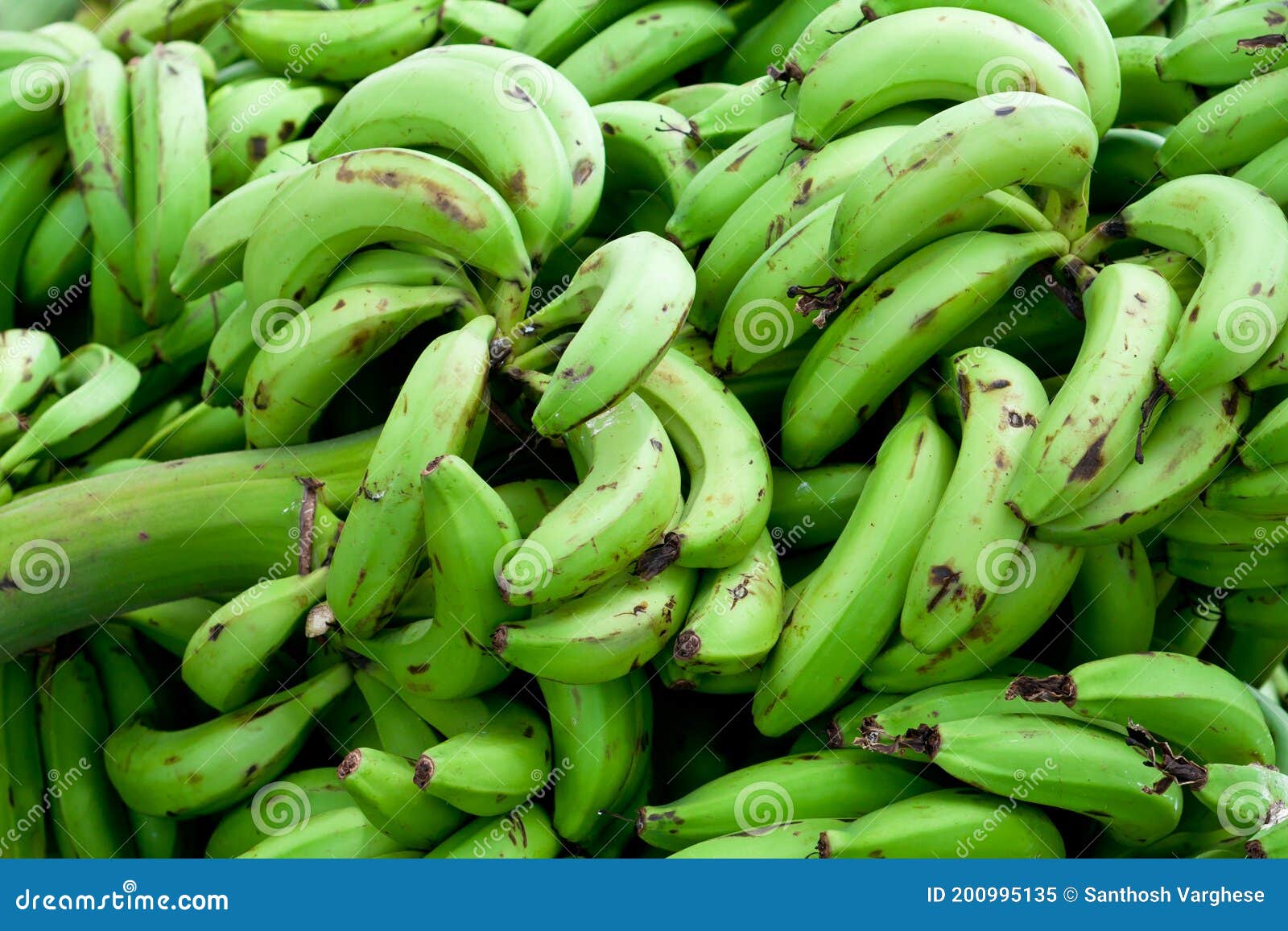 Bunch of Green Banana Organic Unripe Raw Robusta Banana Kerala Stock ... Bunch of Green Banana Organic Unripe Raw Robusta Banana Kerala Stock ...