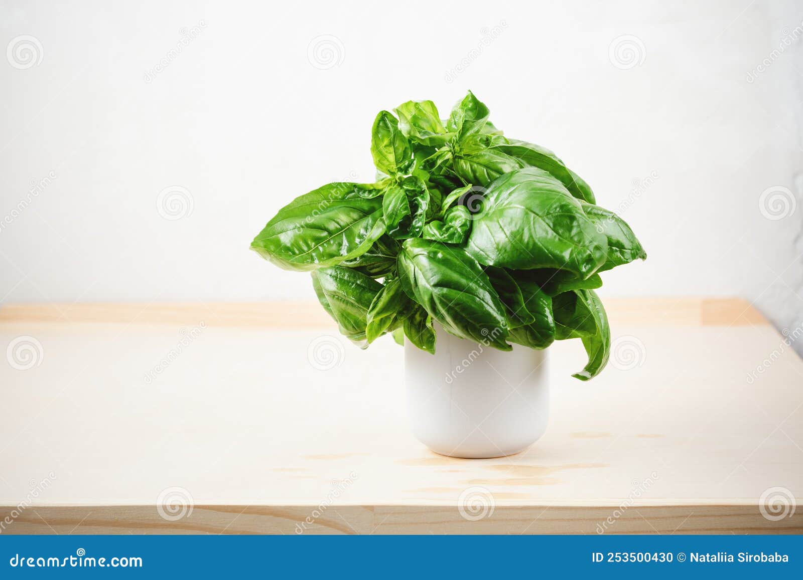 Bunch of green basil stock photo. Image of leaf, mediterranean - 253500430