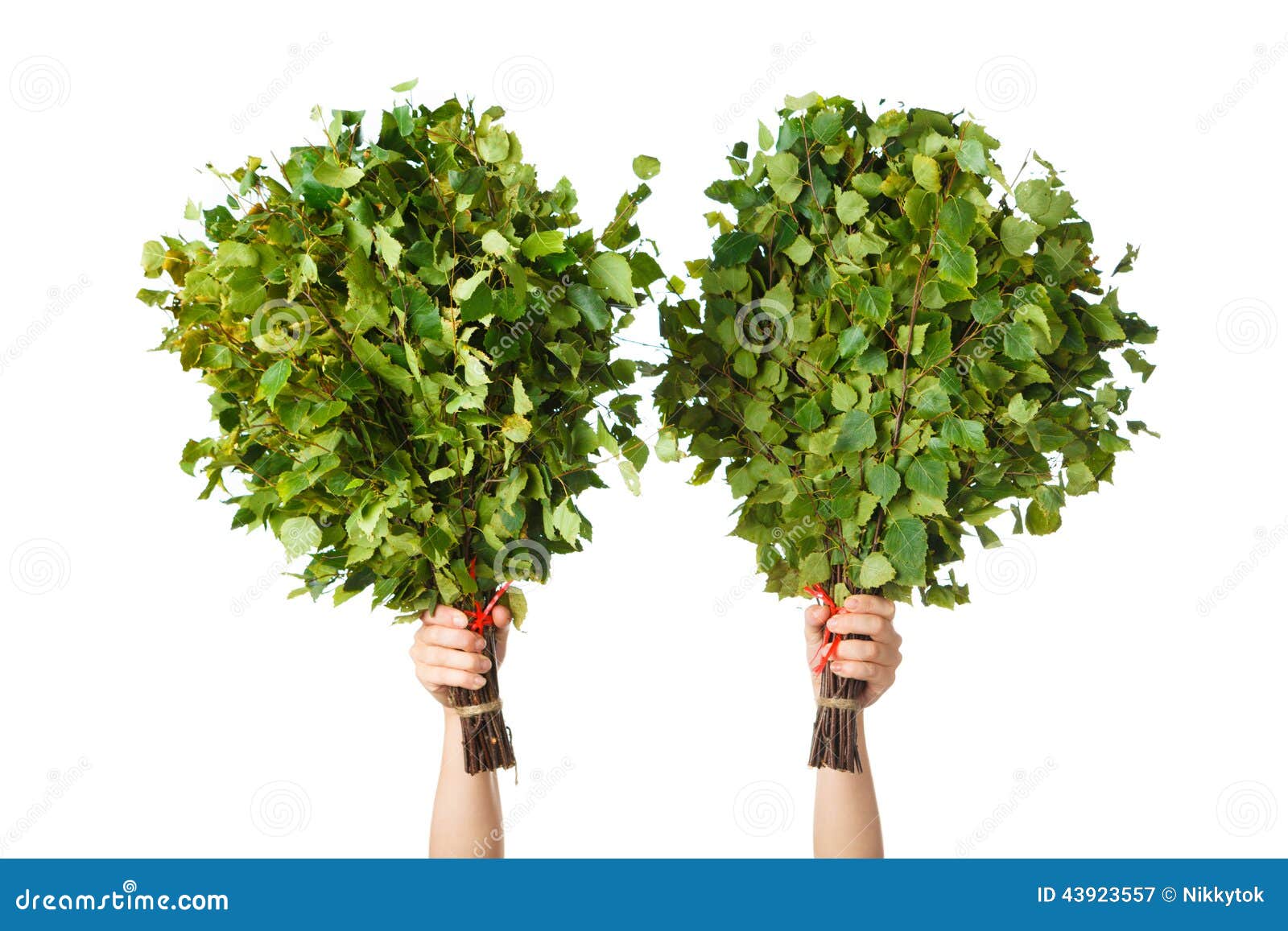 Bunch of green birch twigs stock image. Image of broom - 43923557