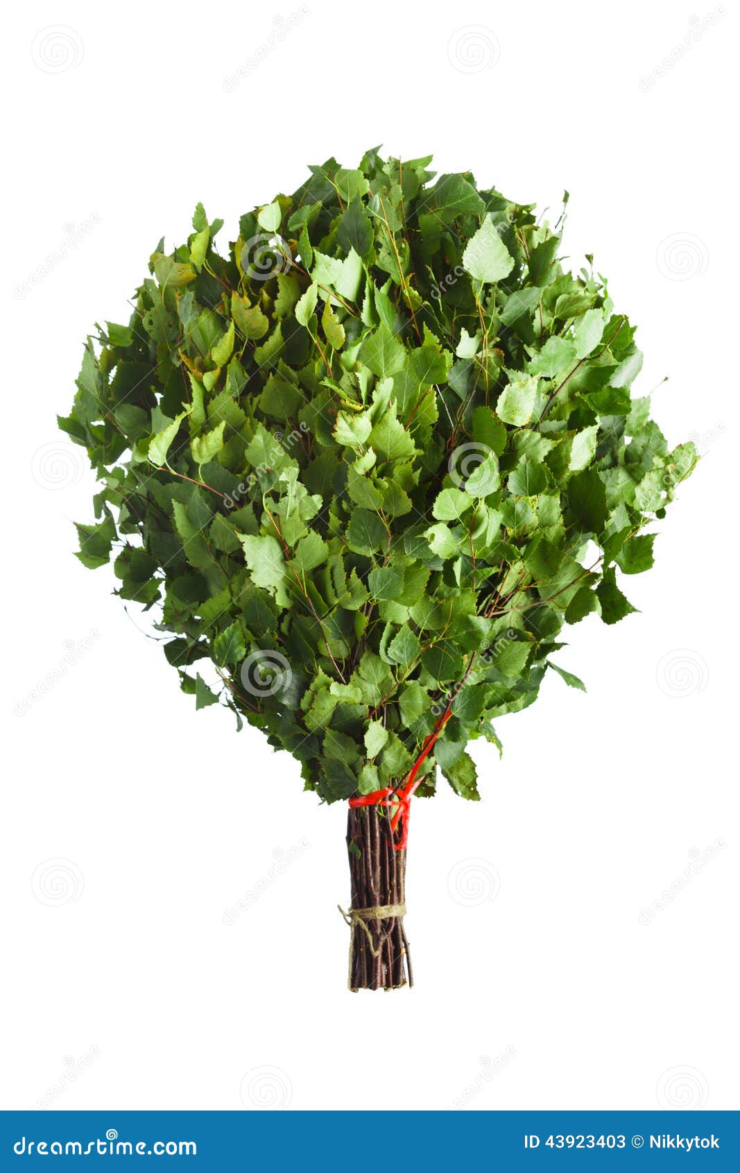 Bunch of green birch twigs stock image. Image of treatment - 43923403