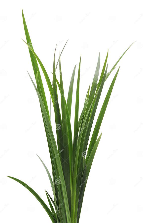 Bunch of green cane stock photo. Image of beauty, closeup - 136344290