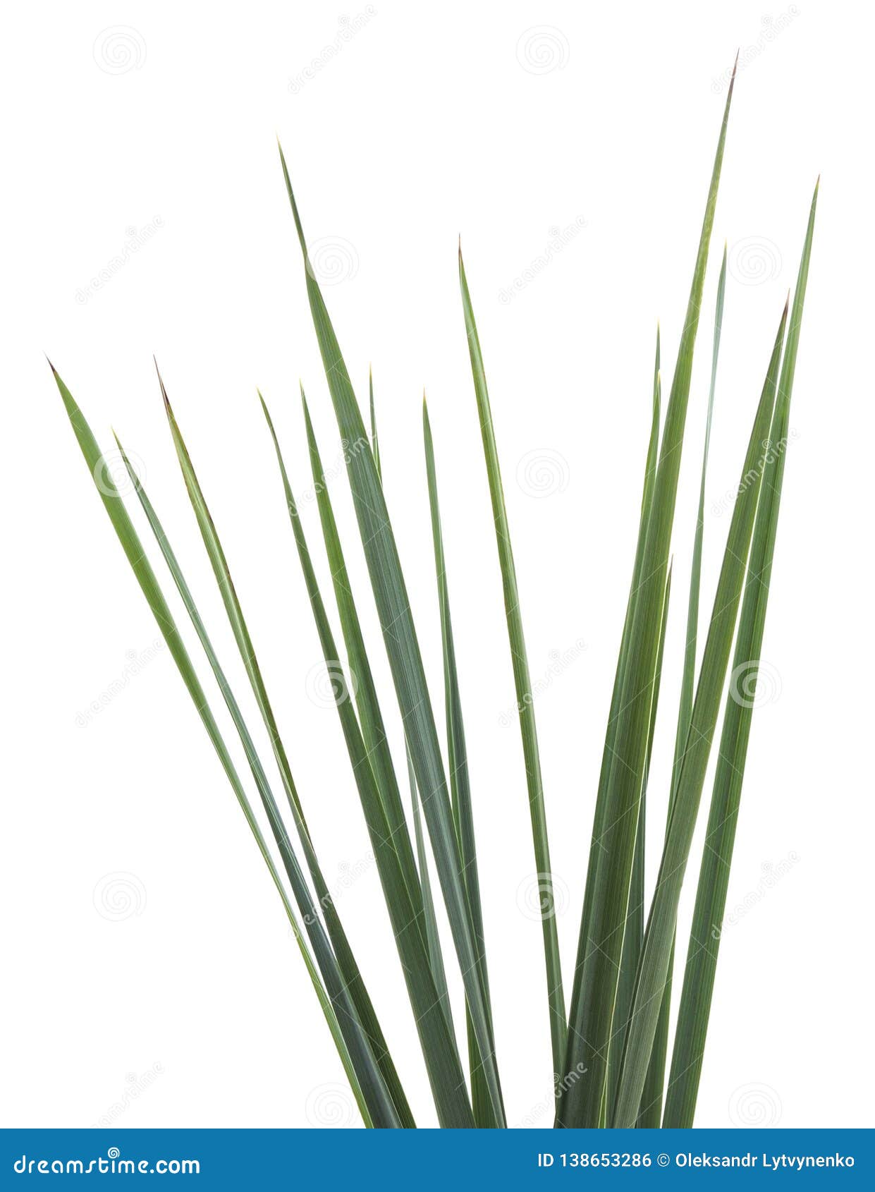 Bunch of green cane stock photo. Image of wild, white - 138653286