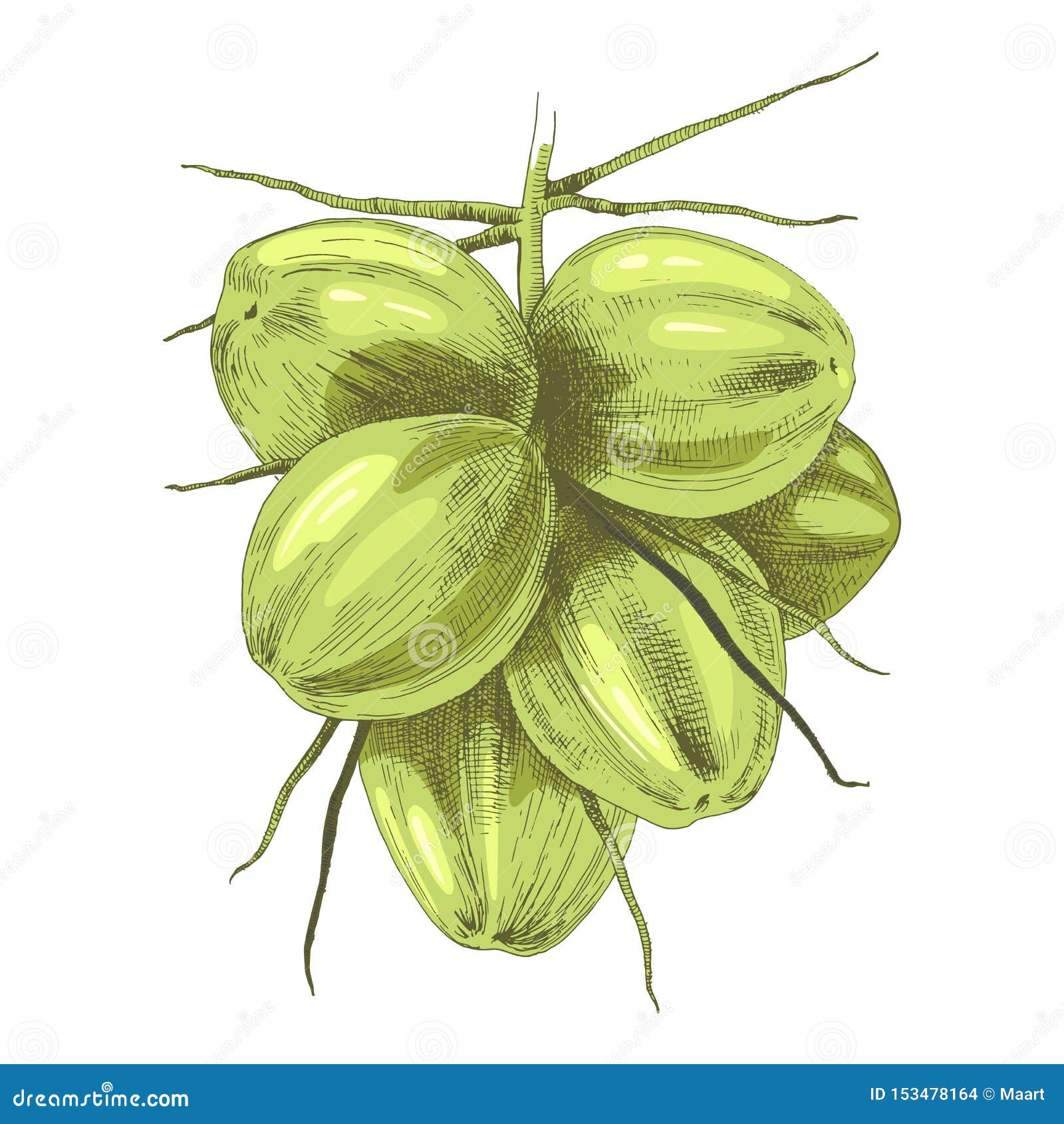 Coconuts Cartoons, Illustrations & Vector Stock Images - 10277 Pictures ...
