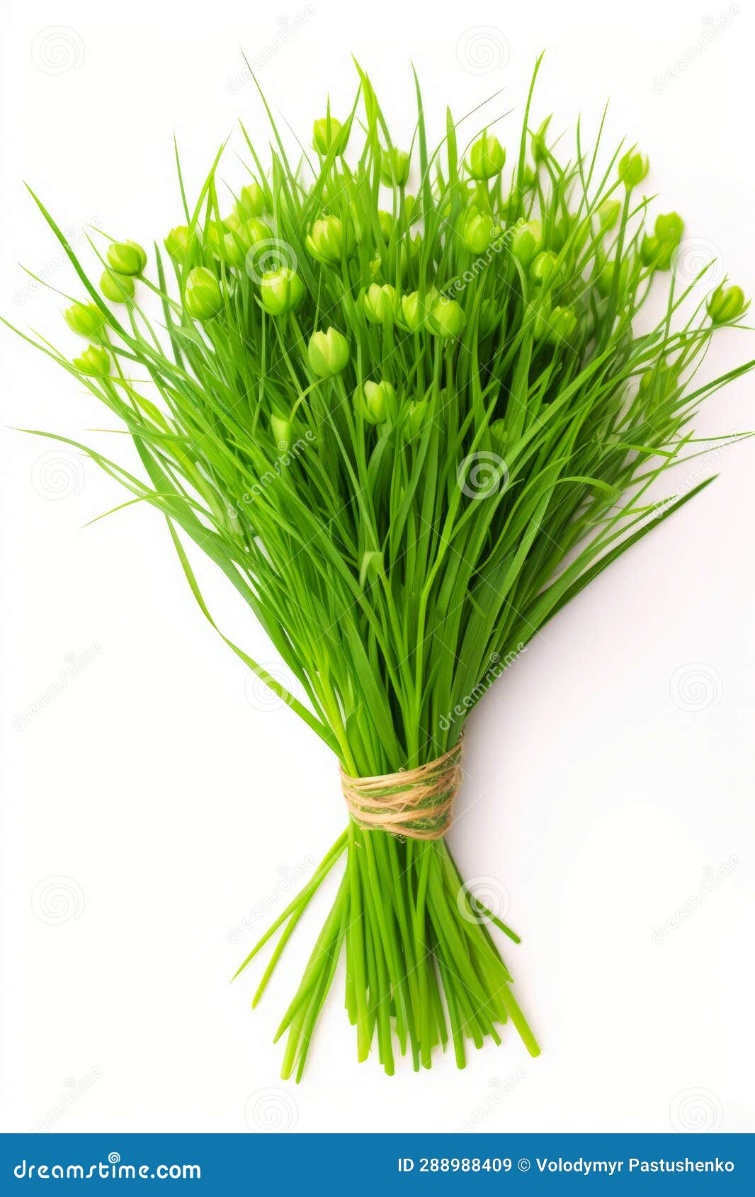 Bunch of Green Flowers Tied To White Wall with String. Generative AI ...