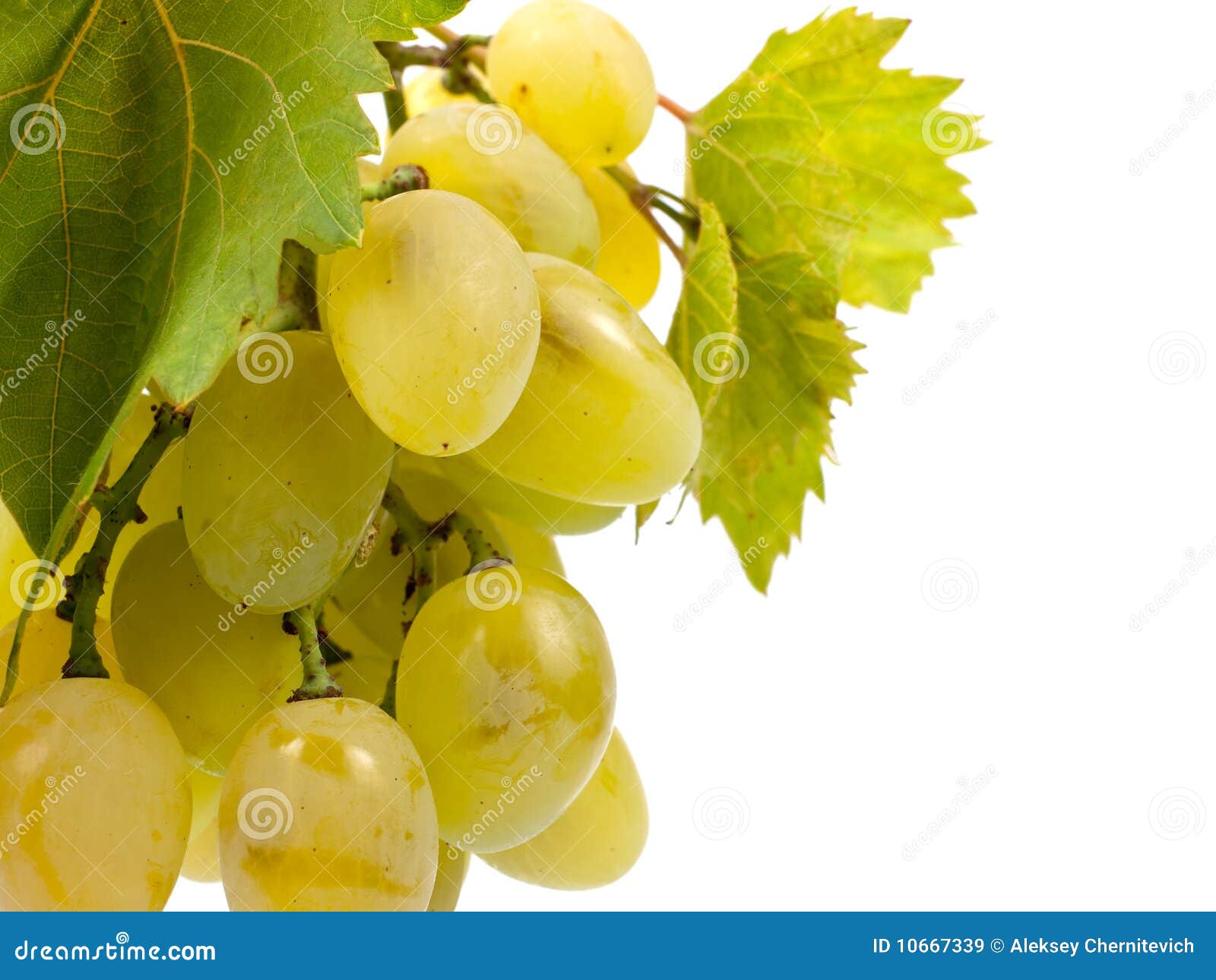 Bunch of green grape stock image. Image of nature, vegetarian - 10667339