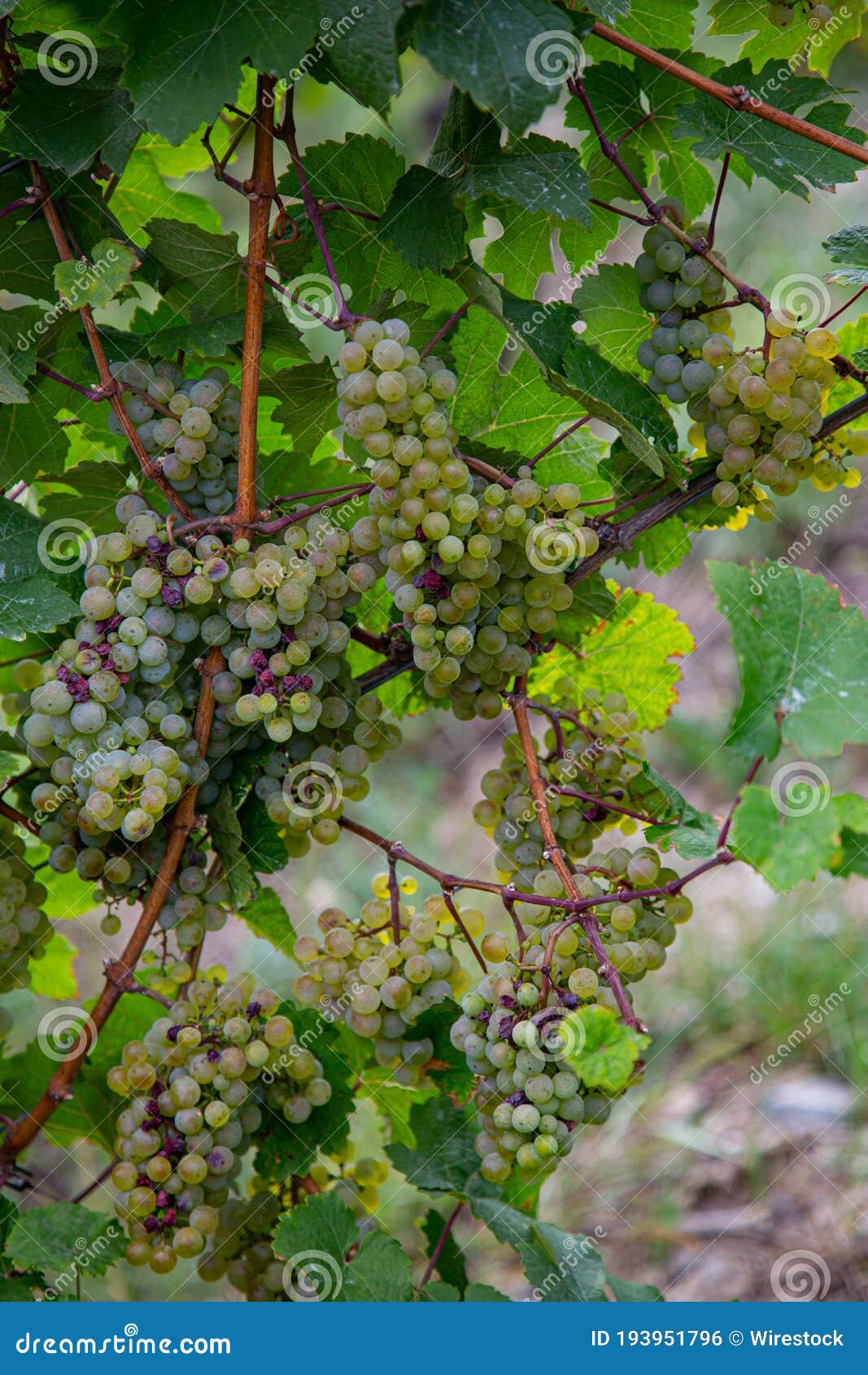 Bunch of Green Grape Clusters Growing on Trees in a Vineyard Stock ...
