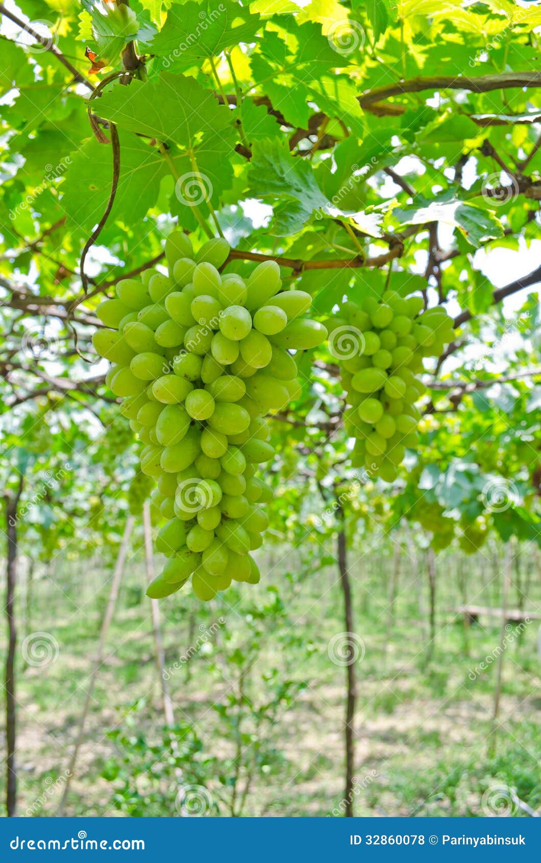 Bunch of green grape fruit stock photo. Image of beautiful - 32860078