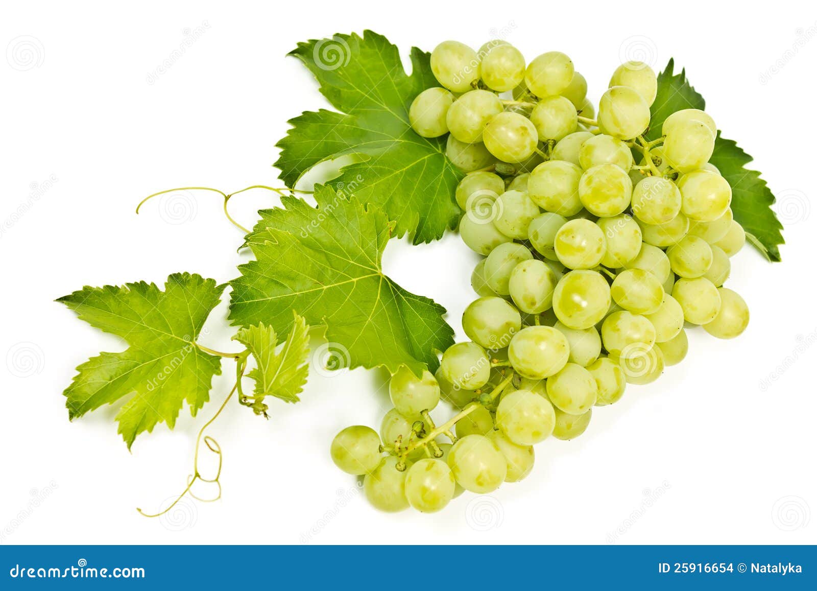Bunch of green grapes stock photo. Image of ripe, vine - 25916654
