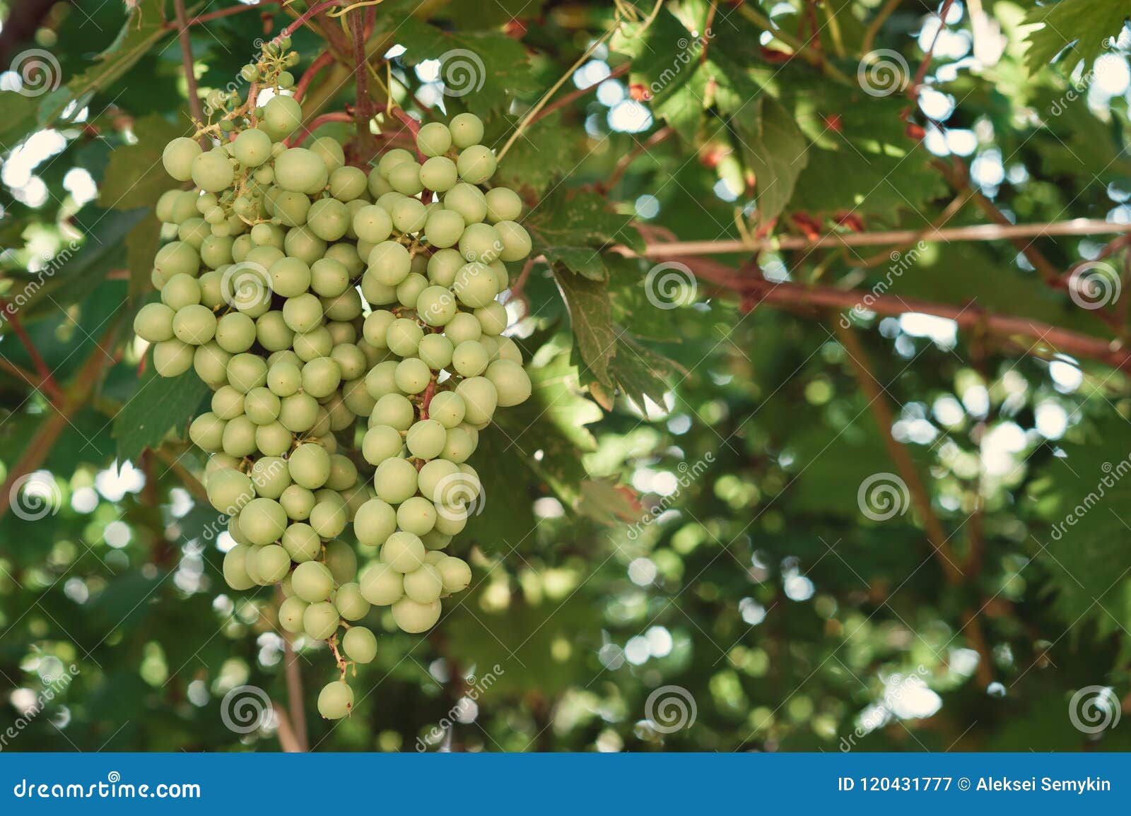 Bunch of Green Grapes on Branches. Grapevine Stock Image - Image of ...