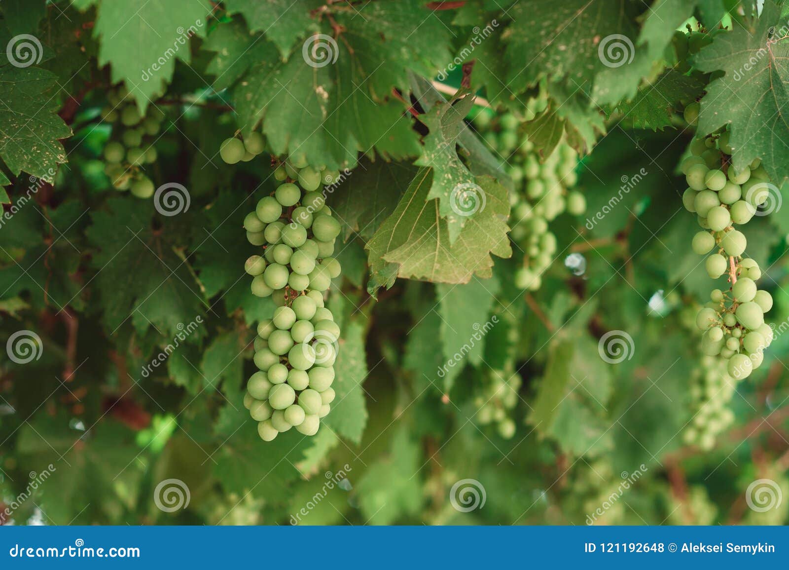 Bunch of Green Grapes on Branches. Grapevine Stock Photo - Image of ...