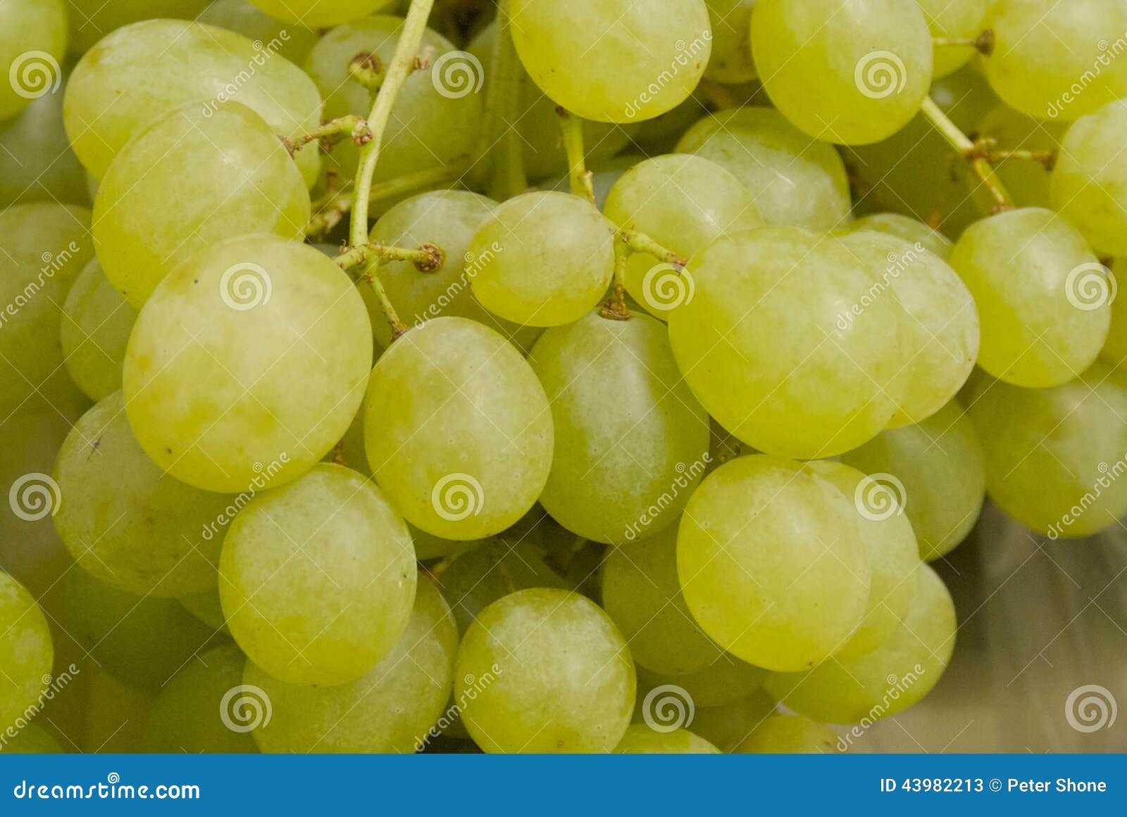 Bunch of green grapes stock image. Image of bunch, bundles - 43982213