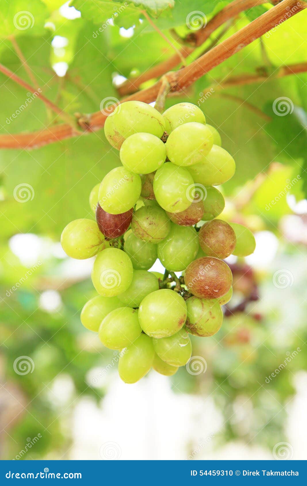 Bunch of green grapes stock photo. Image of agriculture - 54459310