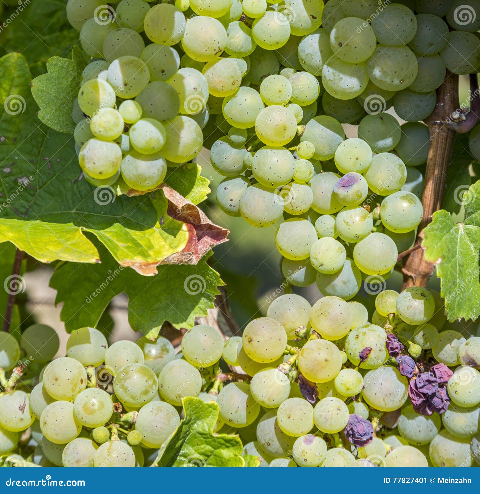 Bunch of Green Grapes on Grapevine Stock Image - Image of juicy ...