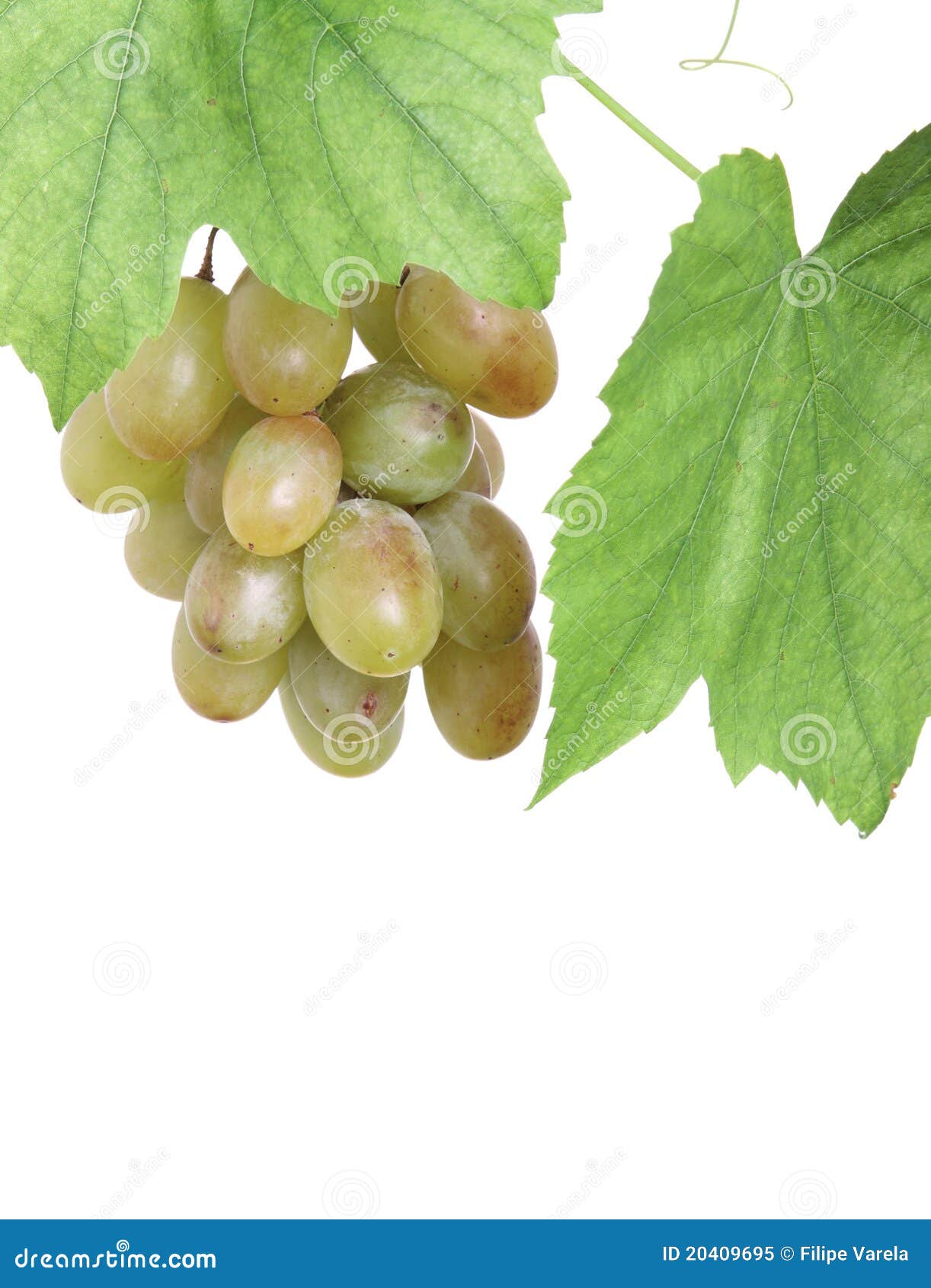 Bunch of Green Grapes in a Grapevine Isolated Stock Image - Image of ...