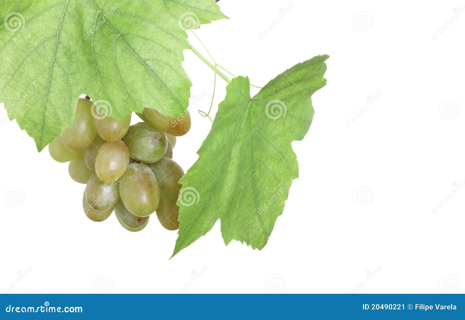 Bunch of Green Grapes in Grapevine Isolated Stock Image - Image of ...