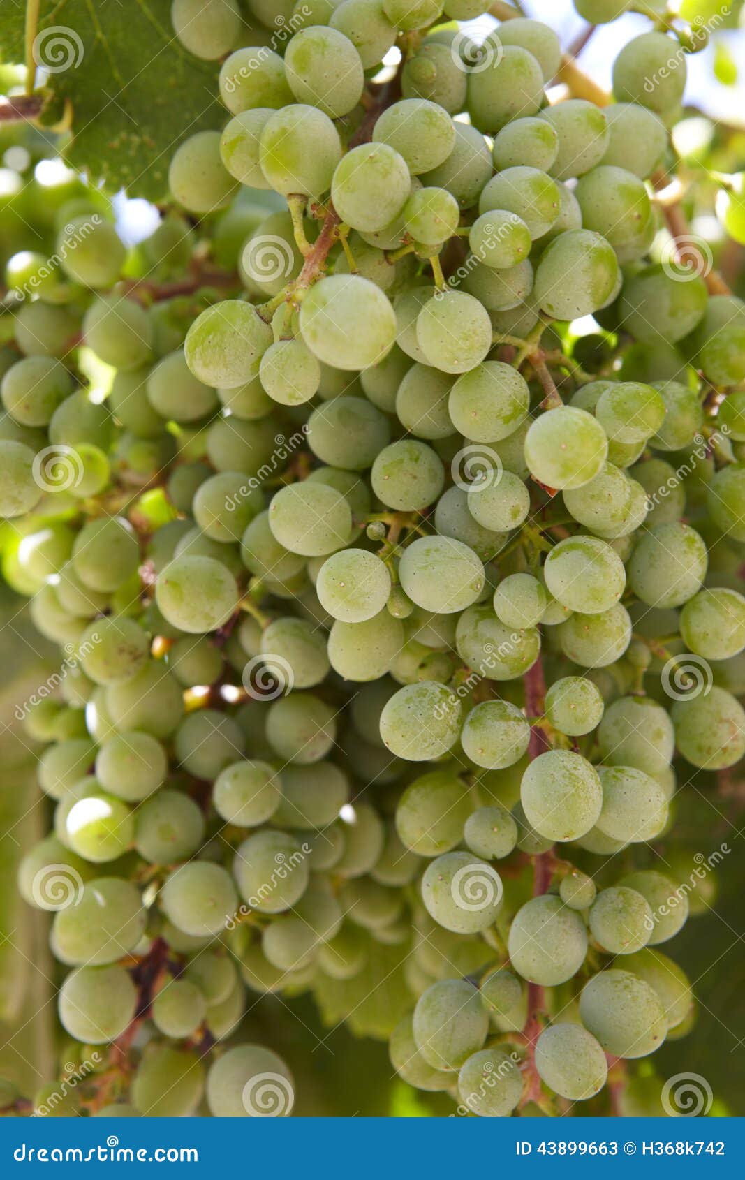 Bunch of Green Grapes Ready To Cut Stock Image - Image of hanging ...