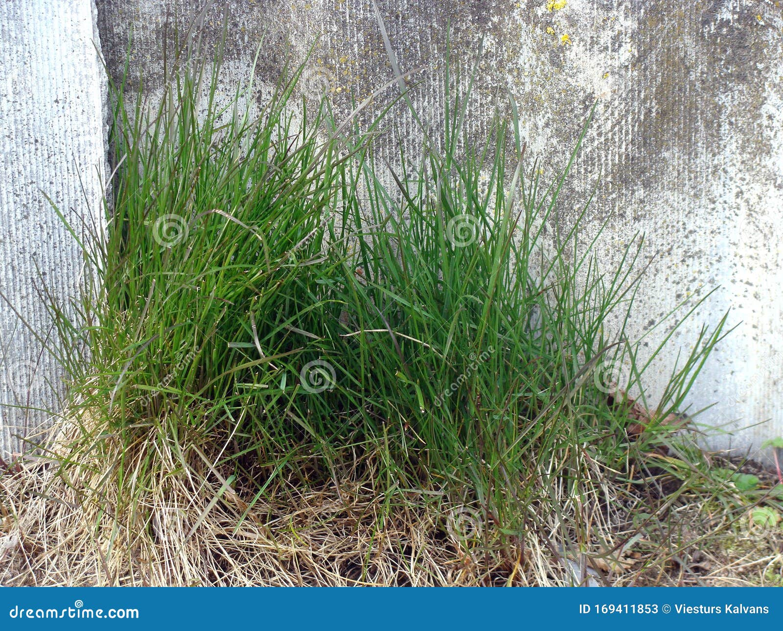 First grass stock image. Image of grows, asbestos, tiles - 169411853