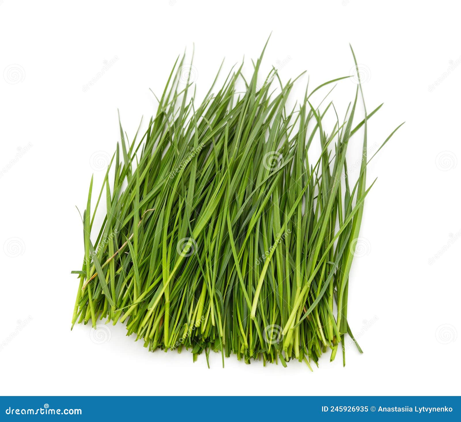 Bunch of green grass stock image. Image of plant, soft - 245926935