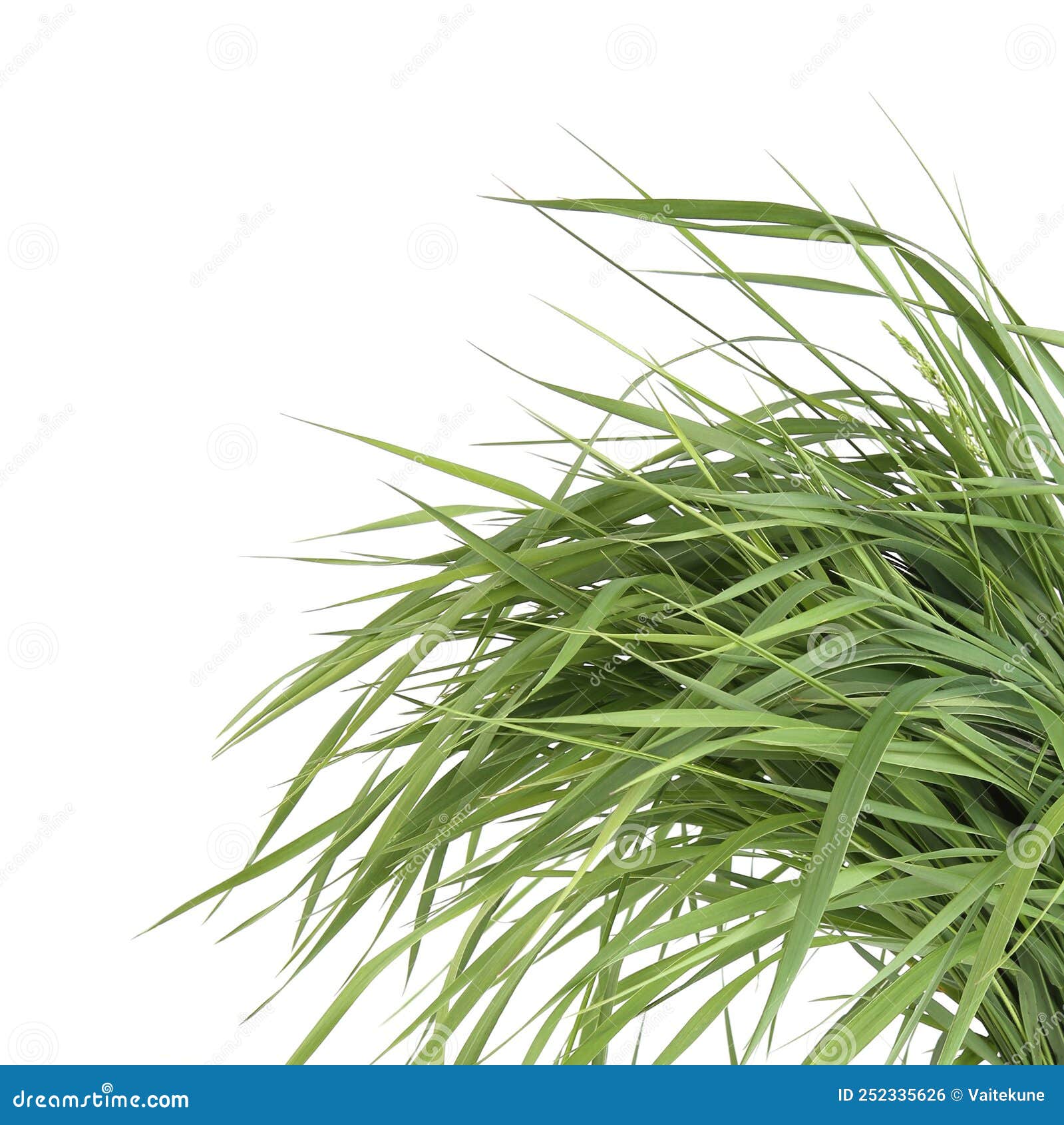 Bunch of Green Grass Isolated on White Background. Stock Photo - Image ...