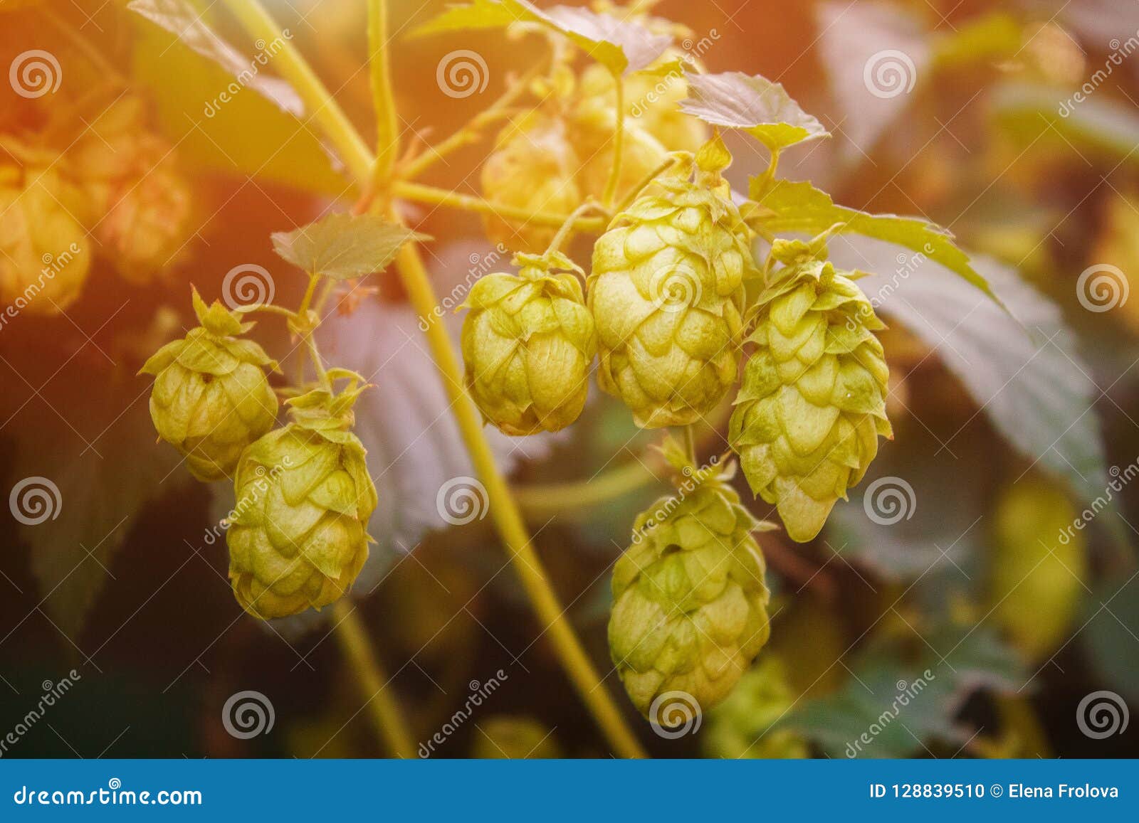 Bunch of Green Hops Cones Illuminated by the Sun. Stock Photo - Image ...
