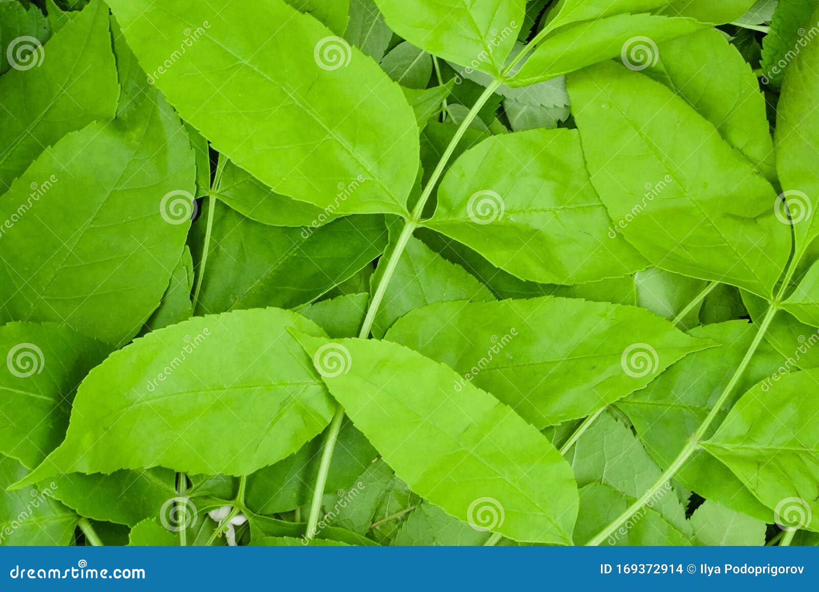 Bunch of Green Leaves Background Texture Stock Photo - Image of botany ...