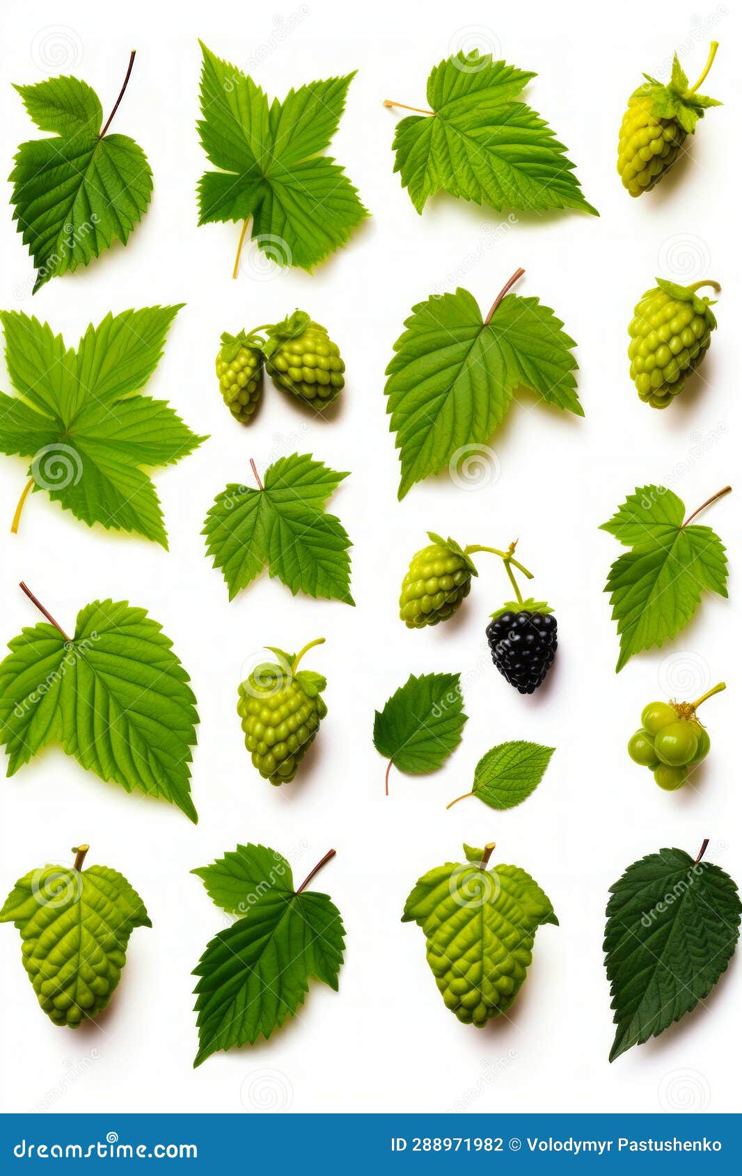 Bunch of Green Leaves and Berries on White Background with Black Berry ...
